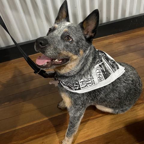 4ZZZ - Community Radio Brisbane